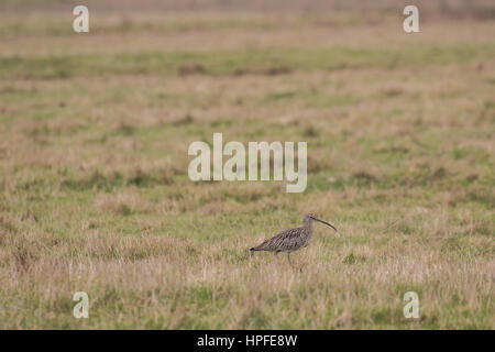 Long Billed Curlew Searching for Food on the Coast Near Morro Bay ...