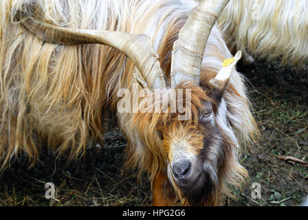 The Orobica or Valgerola is a breed of domestic goat from the Val ...