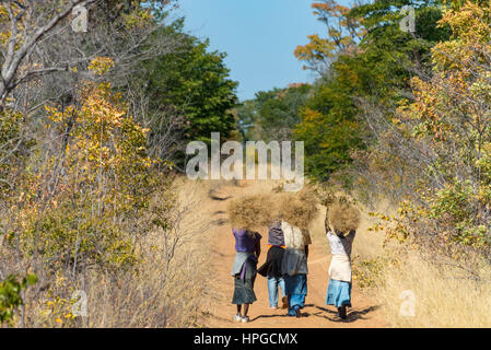 African woman collect grass for thatching in Zimbabwe Stock Photo - Alamy