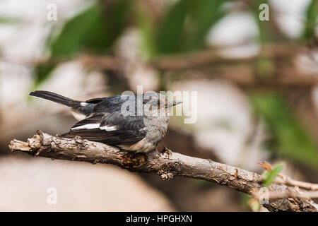 Female Magpie-Robin perched and staring Stock Photo - Alamy