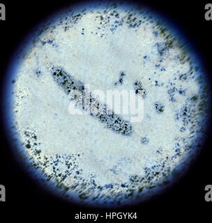Study in New Caledonia. Background with notepad, laptop and backpack ...