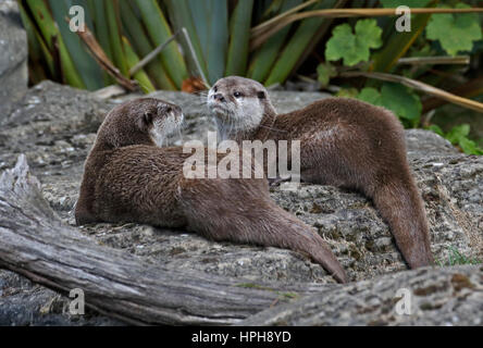 The Asian small-clawed otter (Aonyx cinereus), oriental small-clawed ...