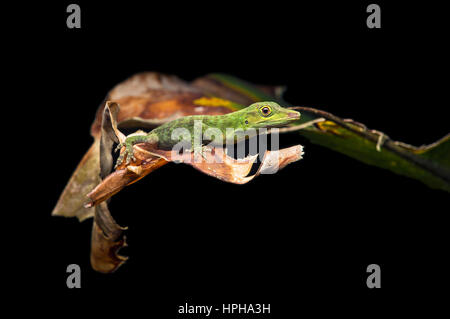 Amazon Green Anole (Anolis punctatus Stock Photo - Alamy