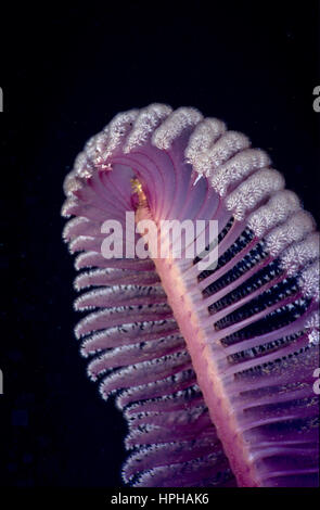 Purple sea pen (Virgularia gustaviana) on sandy sea bed. Rinca ...