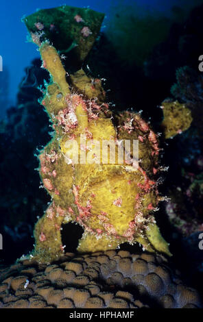A highly camouflaged frogfish (Antennarius pictus): an accomplished ...