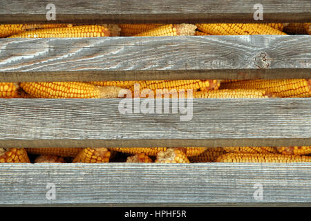 Corn stack, Corn silo. Old corn Stock Photo - Alamy