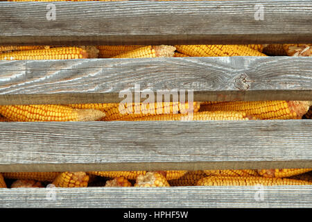 Corn stack, Corn silo. Old corn Stock Photo - Alamy