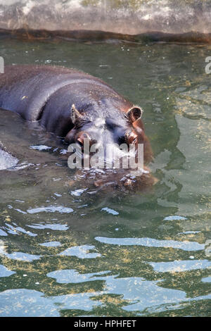 a hippopotamus with a little baby hippo in a lake in kruger park in ...
