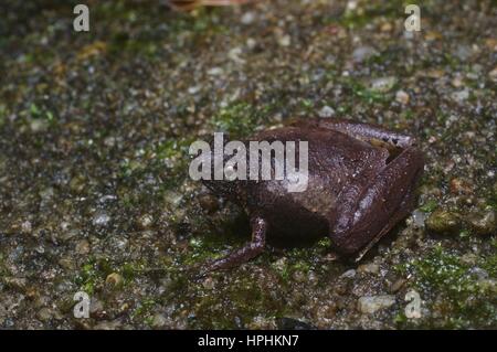 Large Pygmy Frog (Microhyla berdmorei Stock Photo - Alamy