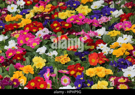 background of many colorful primroses in early spring Stock Photo - Alamy