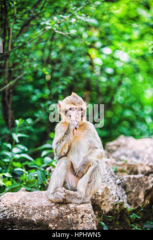 France, Lot, Rocamadour, Monkeys Forest, Barbary macaque sitting on a ...
