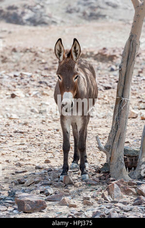 Donkey under a tree in the countryside Stock Photo - Alamy