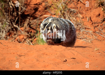 Badger, Monument Valley, Utah, USA / (Taxidea taxus Stock Photo - Alamy
