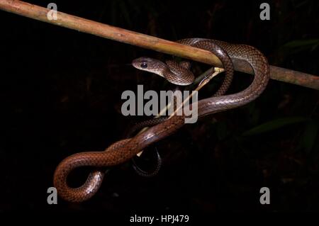 A White-bellied Rat Snake (Ptyas fusca) on a branch in the rainforest ...