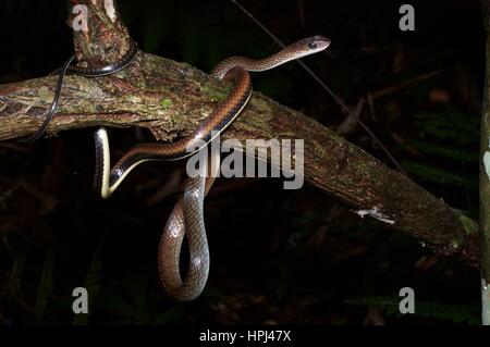 A White-bellied Rat Snake (Ptyas fusca) on a branch in the rainforest ...