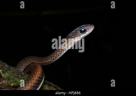 White-bellied Rat Snake , Brown Rat Snake (Ptyas fusca), Kubah national ...