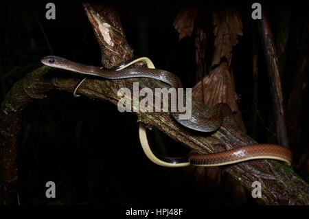 A White-bellied Rat Snake (Ptyas fusca) on a branch in the rainforest ...