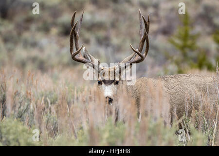 A mule deer buck hiding behind some fir tree branches Stock Photo - Alamy