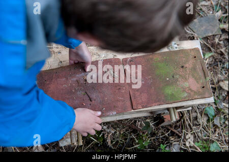 Primary school kids making a bug hotel. Pix illustrate the step by step ...