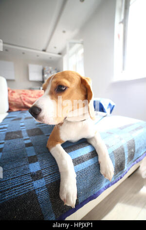 Sad beagle dog waiting fog his owner Stock Photo - Alamy