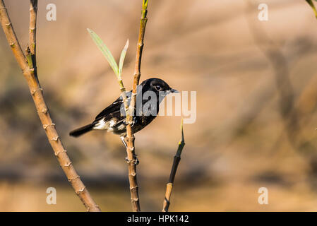 Pied Bush chat peched & curious to stating to lens Stock Photo - Alamy