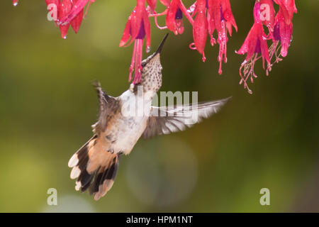 Female Volcano hummingbird feeding at a flower, Costa Rica Stock Photo ...