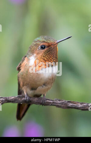 Scintillant Hummingbird (Selasphorus scintilla) flying and feeding at a ...