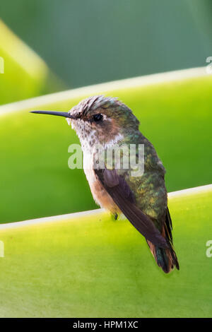 Volcano Hummingbird female (Selasphorus flammula) Costa Rica Stock ...