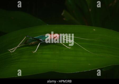 A Cone-headed Katydid (Macroxiphus sumatranus) on a leaf at night in ...