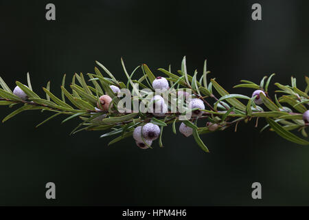Australian bush food known as Midyim or Midgen Berries Stock Photo - Alamy