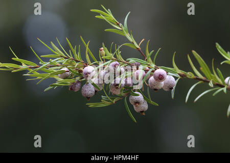 Australian bush food known as Midyim or Midgen Berries Stock Photo - Alamy