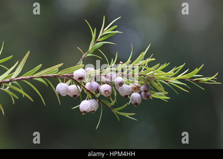 Australian bush food known as Midyim or Midgen Berries Stock Photo - Alamy
