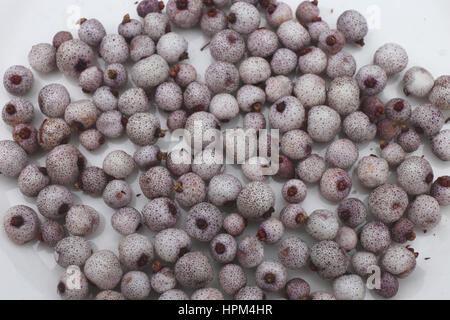 Australian bush food known as Midyim or Midgen Berries Stock Photo - Alamy