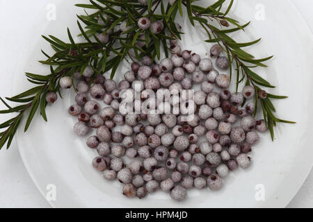 Australian bush food known as Midyim or Midgen Berries Stock Photo - Alamy