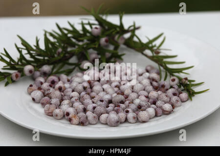 Australian bush food known as Midyim or Midgen Berries Stock Photo - Alamy