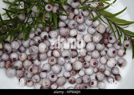 Australian bush food known as Midyim or Midgen Berries Stock Photo - Alamy