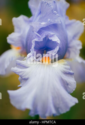 Blue bearded iris with green bokeh Stock Photo - Alamy