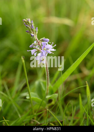Common speedwell, Heath speedwell, Gypsy-weed (Veronica officinalis ...