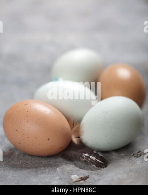 A shallow focus shot of brown speckled toad sitting on a stone under ...