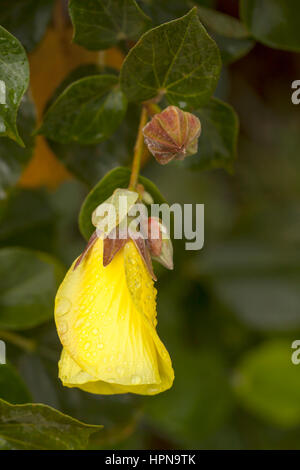 Native Hibiscus. The native hibiscus is an Australian native plant ...