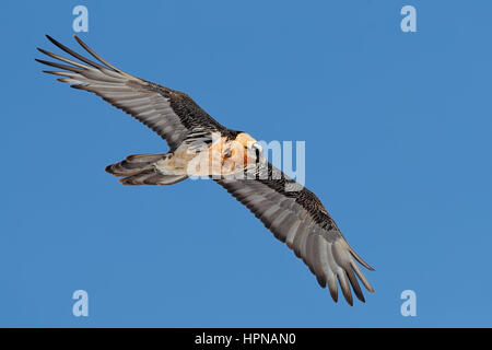 Bearded Vulture/Lammergeier cruises by in Swiss Alps Stock Photo - Alamy