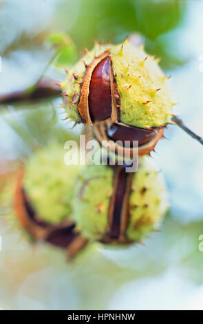 Seasons, Autumn, Chestnut, Trees, Fruit Stock Photo - Alamy