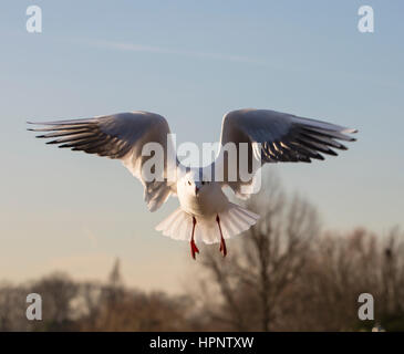 Hovering. A seagull is hovering in the bright sunlight on a winter's ...