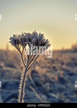Silky winter dawn through the rimy withered plants Stock Photo - Alamy