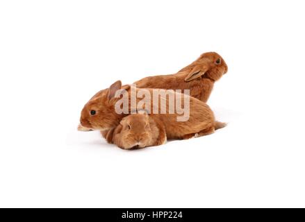 New Zealand purebred red baby rabbits on white tablecloth Stock Photo ...