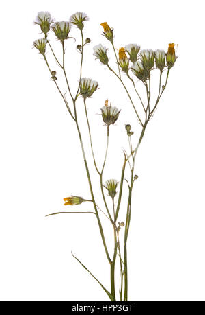 Pressed Dried branch spring field flower. Herbarium of wild flowers ...