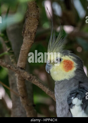 Portrait of Parrot Calopsite Gray. Pappagallo Calopsite Grigio Stock ...