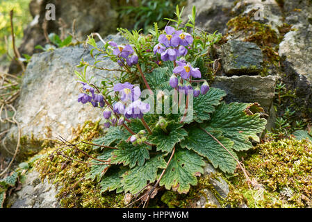 Pyrenean Violet, Ramonda pyrenaica, Gesneriaceae, France & Spain ...