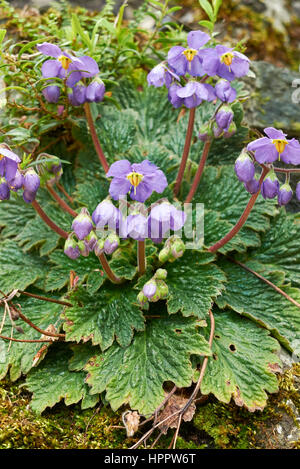 Pyrenean Violet, Ramonda pyrenaica, Gesneriaceae, France & Spain ...