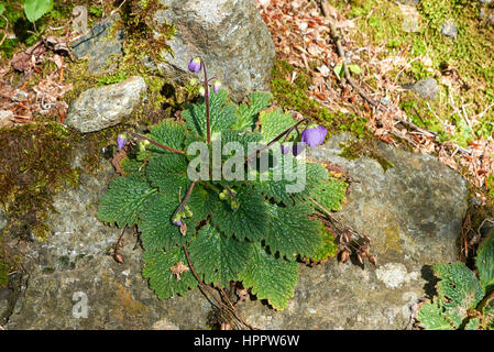 Pyrenean Violet, Ramonda pyrenaica, Gesneriaceae, France & Spain ...
